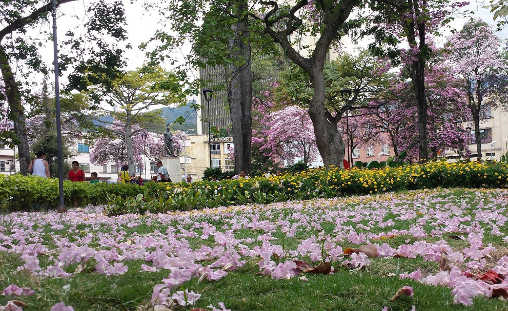 Conozca la programación del Festival Musical del Ocobo - Don Tamalio