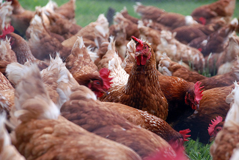 Alarmante brote del virus aviar Newcastle en el Tolima: Se declara ...