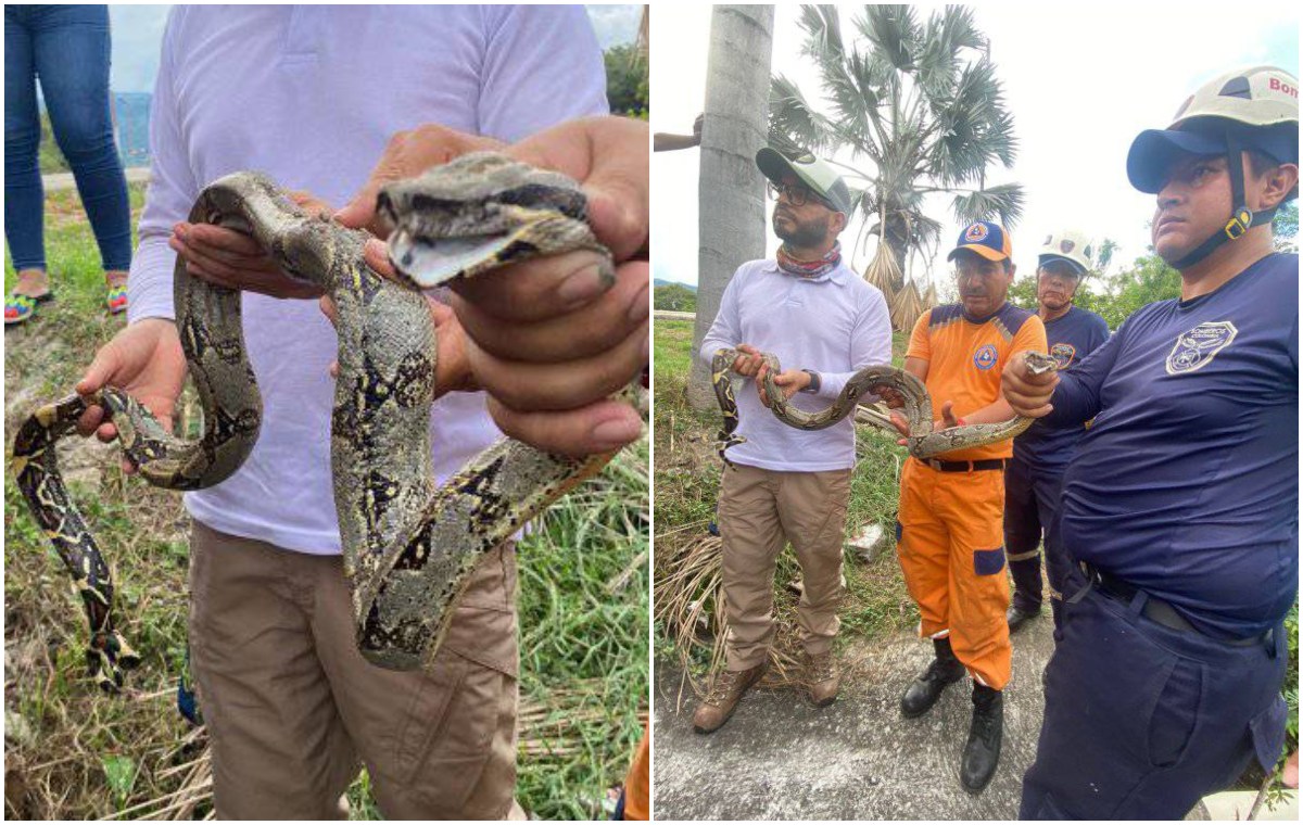 Pánico en un hotel de Lérida por la presencia de una boa constrictor ...