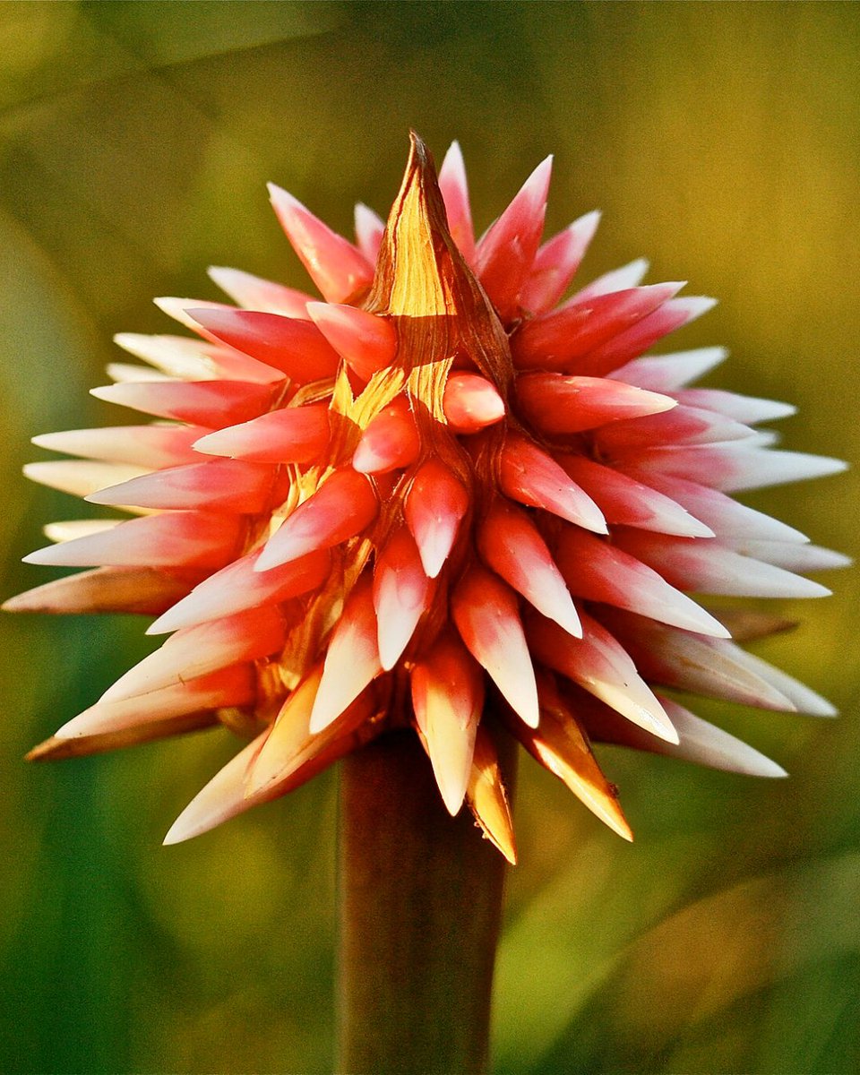 La flor de Inírida es la imagen oficial de la COP16 en Cali - Don Tamalio